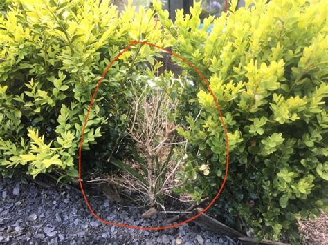 Seeking Advice Treating Hedge Issue Probably Box Blight Rgardening