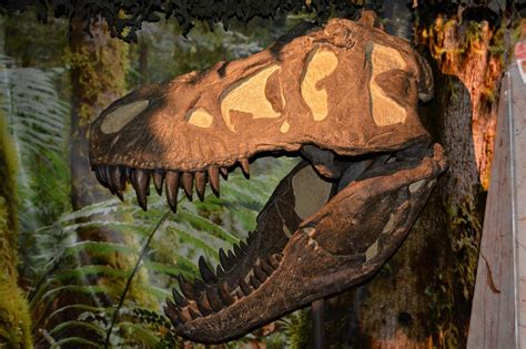 공룡 디노 육식공룡 Pixabay의 무료 사진 Pixabay