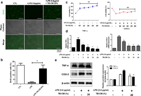 Inhibition Of Lipopolysaccharide Induced Inflammation By Trophoblast