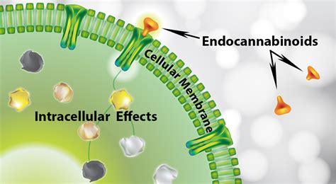 Endocannabinoids Cannakeys