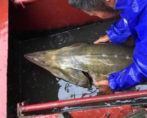 漁夫出海意外捕獲奇怪大魚，經查明是億萬年珍貴魚類 每日頭條