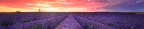 Lavander Flower Field 4k Wallpaper Download