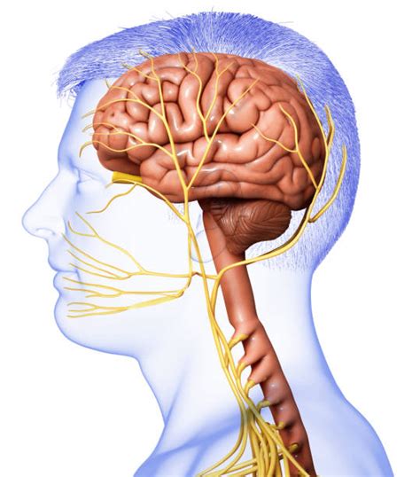 80 項abducens Nerve 圖片照片檔、圖片和免版稅影像 Istock