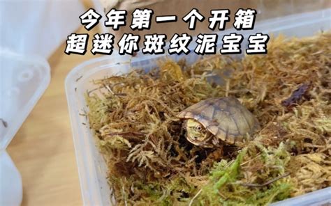 今年第一个开箱超迷你的斑纹泥宝宝 捣蛋龟麻麻 捣蛋龟麻麻 哔哩哔哩视频