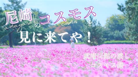 尼崎のコスモスを見に来てや武庫川髭の渡しコスモス園 あまがさき観光局公式