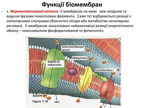 Будова клітинної мембрани Хімічний склад Транспортні властивості