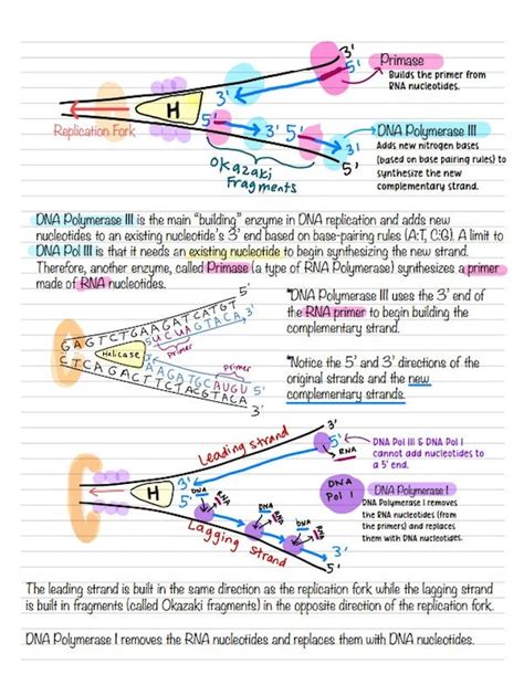 Dna Replication Model Ap Bio