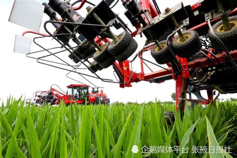 临泽高标准农田制种玉米基地，机械化助力育良种增收入腾讯新闻