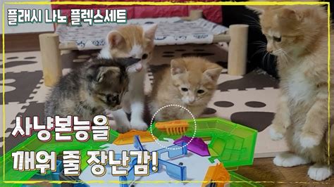 고양이 장난감 리뷰 L 헥스버그 플래시나노 플렉스세트 Youtube