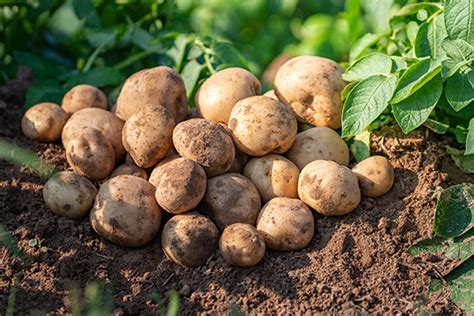 Defend Your Roots Against Nematodes Sponsored Spudman