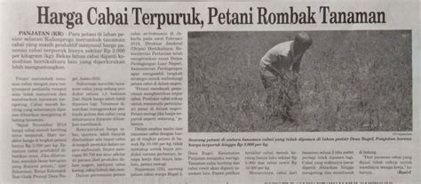 PEMKAB Harga Cabai Terpuruk Petani Rombak Tanaman