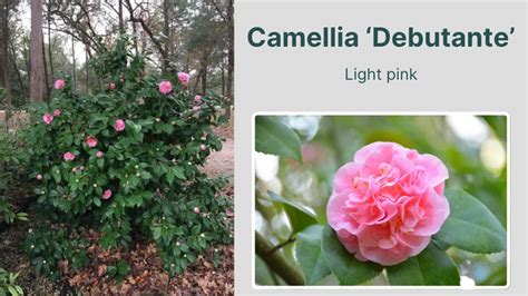 25 Types Of Camellia Flowers Identification With Pictures