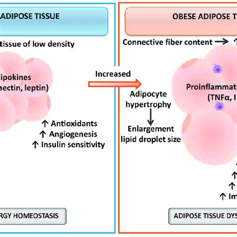 The Link Between Visceral Adiposity Insulin Resistance And Endothelial
