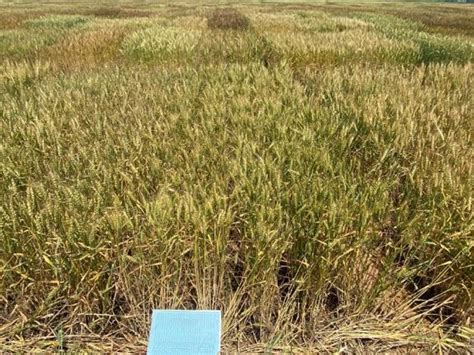 Wheat Variety Development 2022 Oklahoma State University