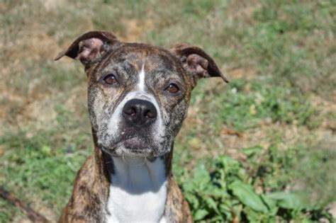 Search Dogs Humane Society Of Cowlitz County