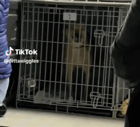 Frau adoptiert Hund der Angst vor Männern hat seine Reaktion auf