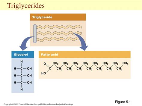 Ppt Fats Essential Energy Supplying Nutrients Powerpoint