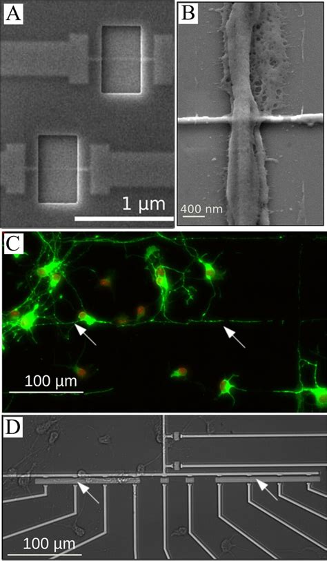 Neuron Gated Sinw Fet To Follow Single Spike Propagation Within A