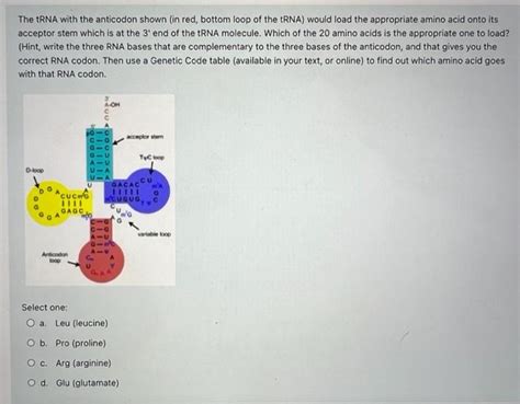 Solved The Trna With The Anticodon Shown In Red Bottom