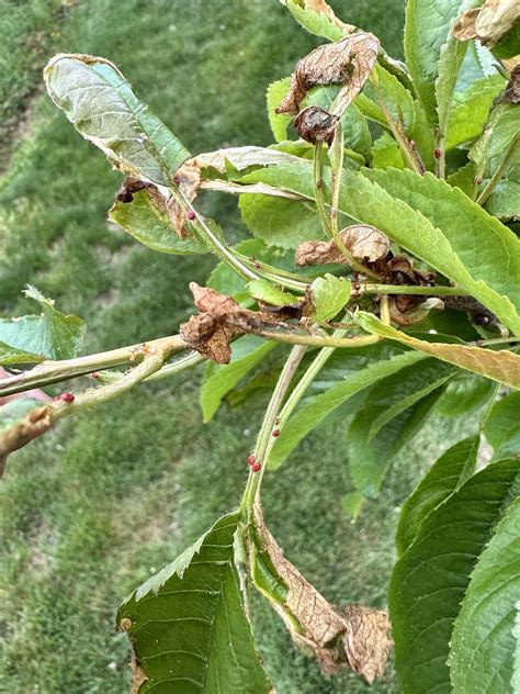 What Is It And How Do Get Rid Of Them Rwhatbugisthis