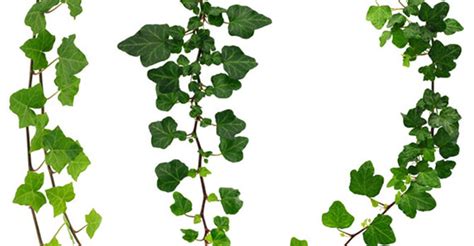 Plantas Trepadoras En Jardines Verticales Verdtical Magazine
