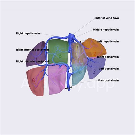 Segments Of Liver Anatomy