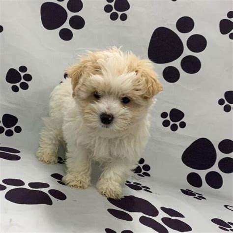 Maltipoo Puppies Petland Memphis