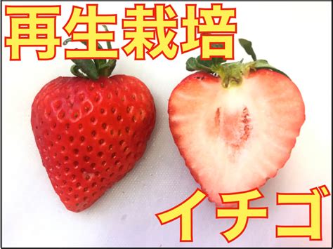【再生栽培】イチゴの果実から種をとって栽培する方法！イチゴの構造上の豆知識も！発芽させるコツなど！【プロが教える！】 ｜ 糸満フルーツ園 けんちゃん