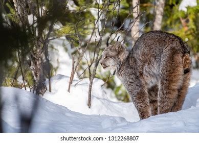 Bobcat Stretching Under Tree Behind Branches Stock Photo Shutterstock