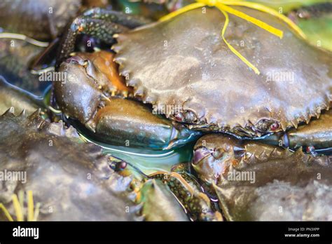 soft shelled serrated mud crab mangrove crab black crab for sale at