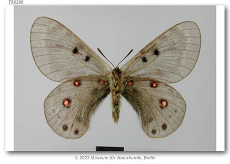 Parnassius D Delphius Type Specimens