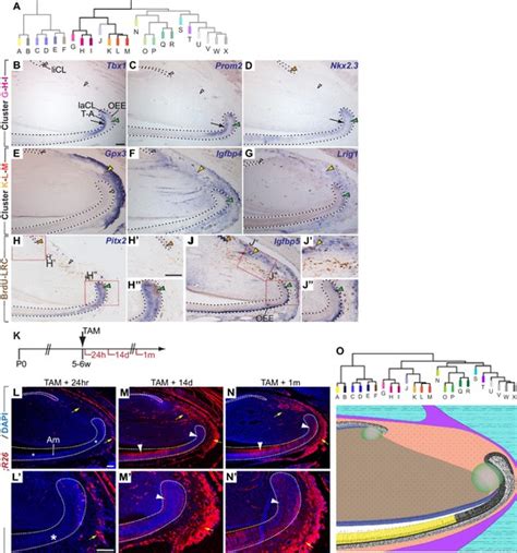 Resolving Stem And Progenitor Cells In The Adult Mouse Incisor Through