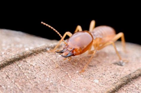 Discover Termites ─ Unmasking Their Culprits Pmcaonline