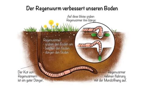 Aus Dem Leben Der Regenwürmer Regenwurm Wurm Kindergartenthemen