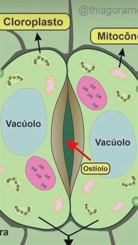 ¡la Fotosíntesis Es El Proceso Esencial Que Mantiene La Vida Vegetal Y