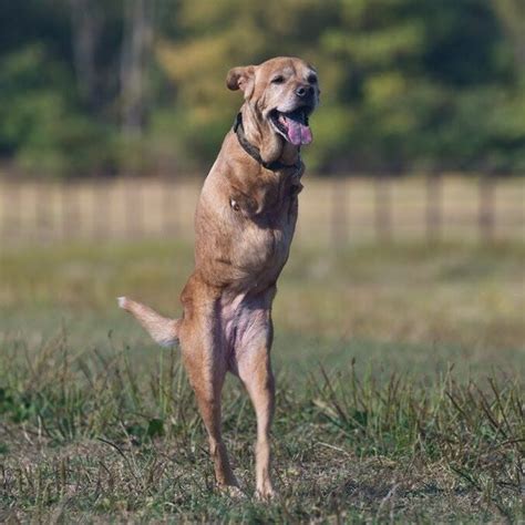 За что собаке инвалиду присвоили звание сержанта армии США — Музей фактов