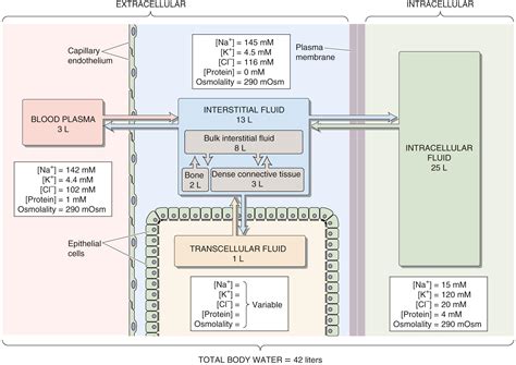 Transport Of Solutes And Water Clinical Tree