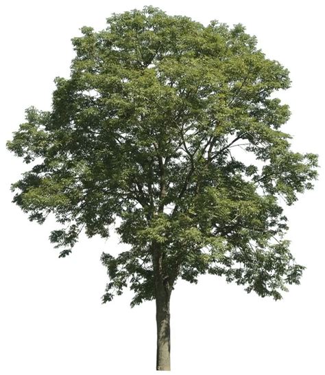 Cutout Tree 119 From Tree Collection Vol 1 Tree Photoshop Tree Textures Landscape