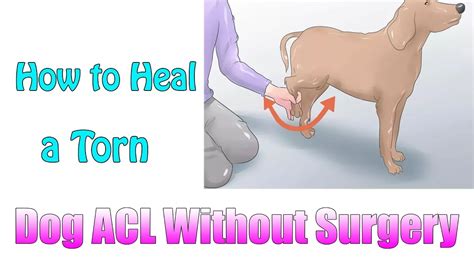 Can A Dogs Acl Heal Without Surgery