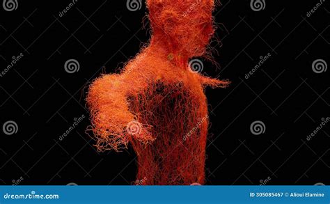 Human Arterial And Venous Circulatory System Vains And Arteries Growth