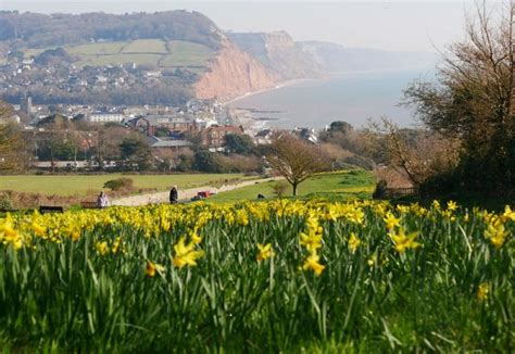 Канадски милионер донирал 3 милиони долари за засадување 100 000 нарциси
