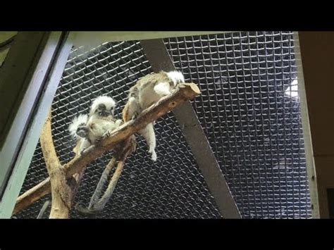 ワタボウシパンシェ 千葉動物公園 YouTube
