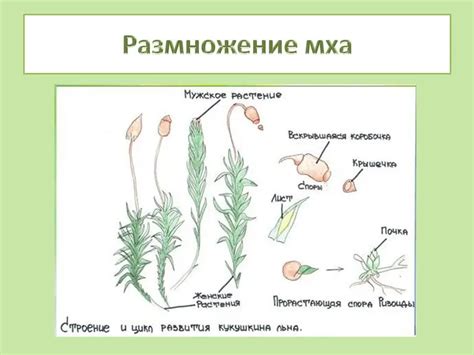 Размножение Мхов Рисунок (49 Фото)