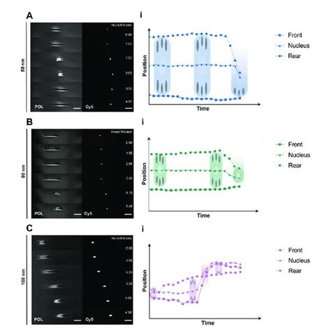 Preparation Of Micropatterned 1d Rgd Nanopatterned Surfaces Diagram Of