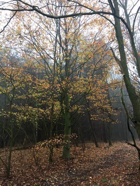Bosgrondnl Lochem Gelderland