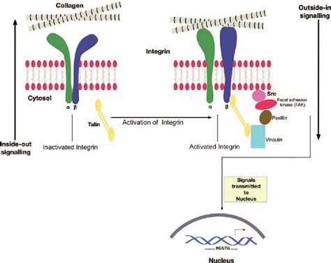 Figure 1 From Interactions Of The Extracellular Matrix And Progenitor