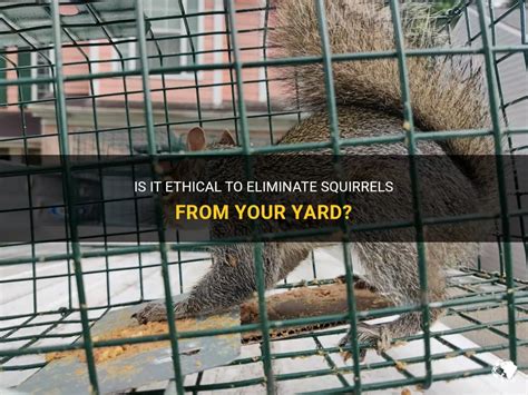 Is It Ethical To Eliminate Squirrels From Your Yard? | PetShun