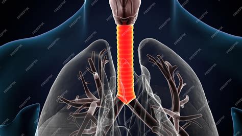 Premium Photo Human Trachea Anatomy 3d Illustration