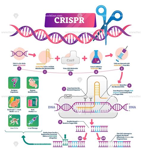 Crispr Procedure Vector Illustration Infographic Diagram Biology