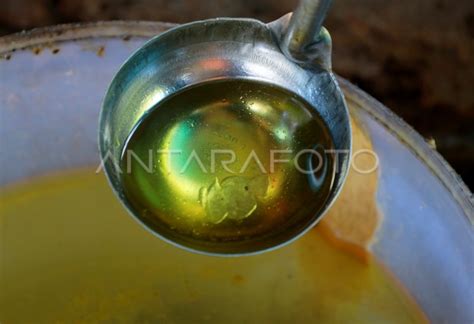 Proses Penyulingan Minyak Nilam Antara Foto